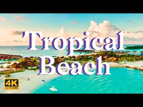 Tropical Beach🏝️ | Underwater Ambience🐬 , Peaceful Ocean Waves🌊 - 4K ...