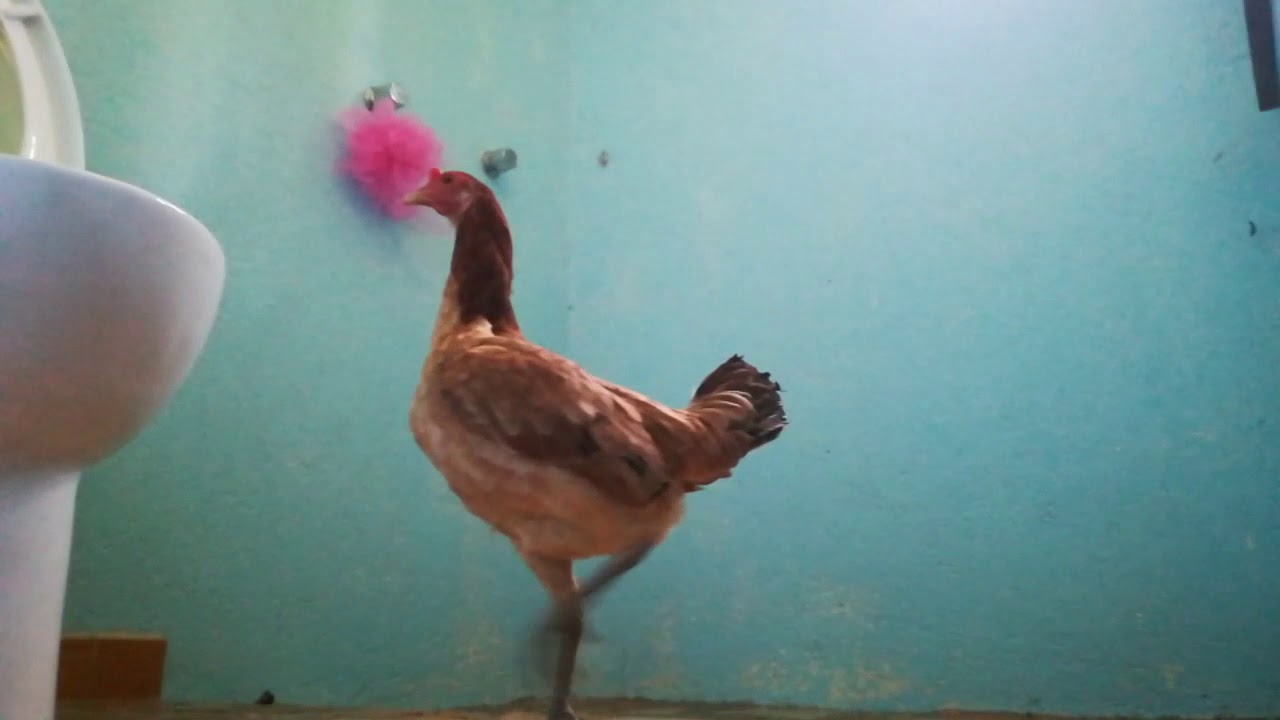 Gallina llamando a su gallo!! - YouTube