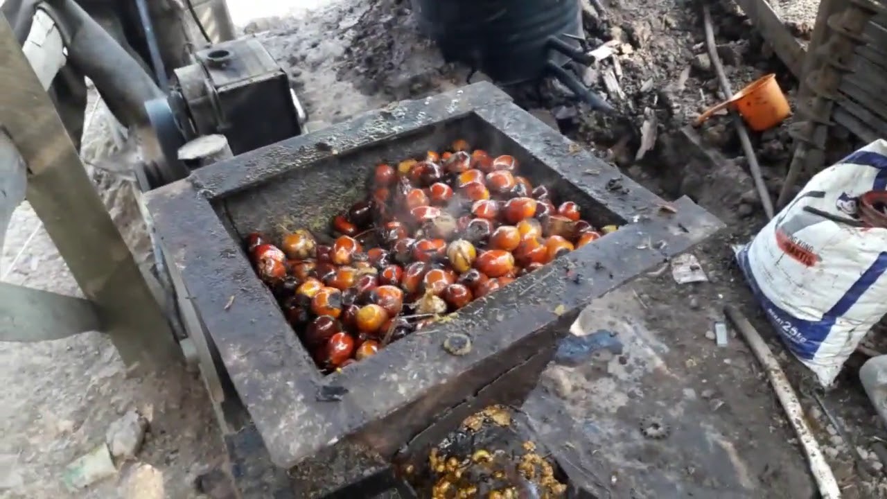 Pabrik mini kelapa sawit palm oil kapasitas 2ton/hari - YouTube