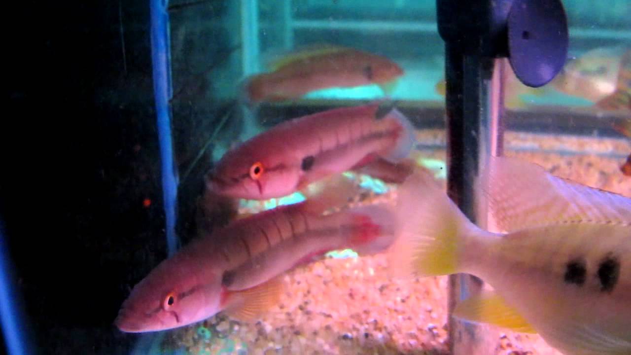 Crenicichla Atabapo II (Colombian Wild Caught) - YouTube
