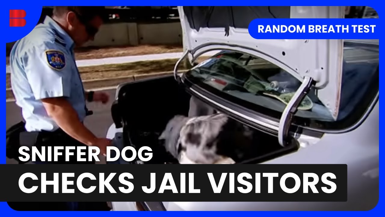 Surprise Traps CATCH Dangerous Drivers | Random Breath Test - YouTube