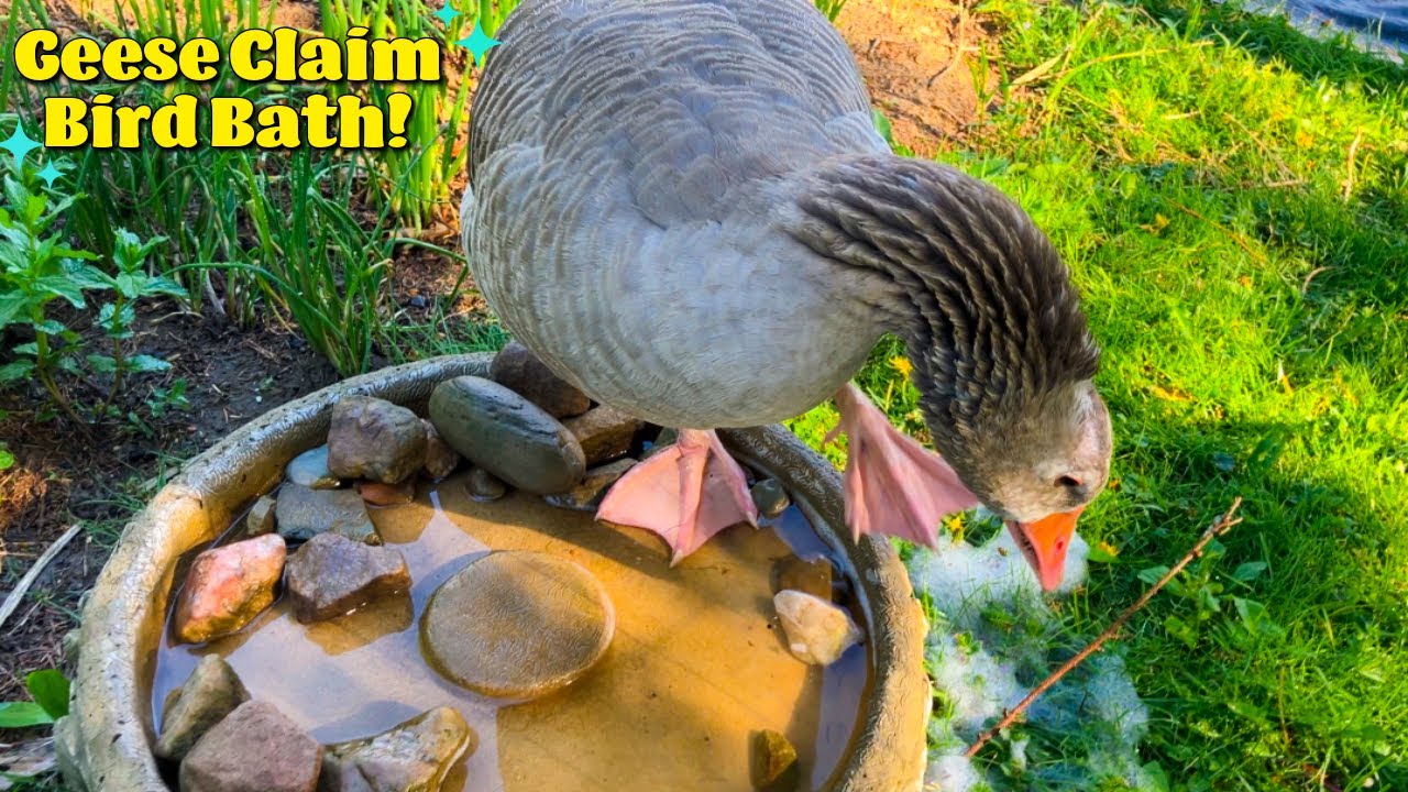 A Day In The Life Of Pilgrim Geese (Bubble Bird Bath Edition!) - YouTube