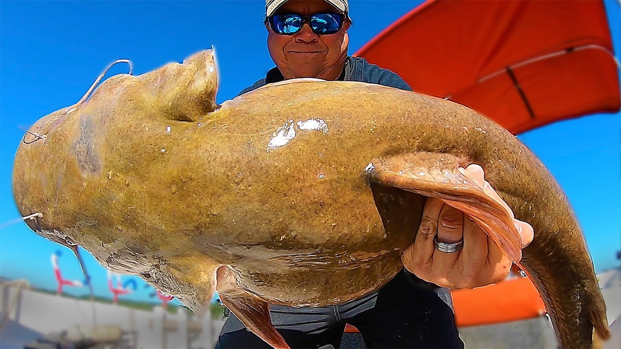 BIG Flathead Catfish - Two of the Biggest Catfish of the Summer - YouTube