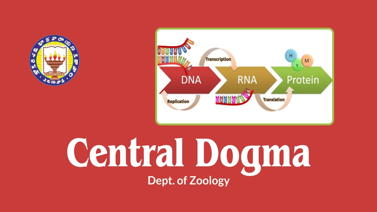Unit-4-Central Dogma by Mr. E Honey Rachel, Dept. of Zoology, K.B.N ...