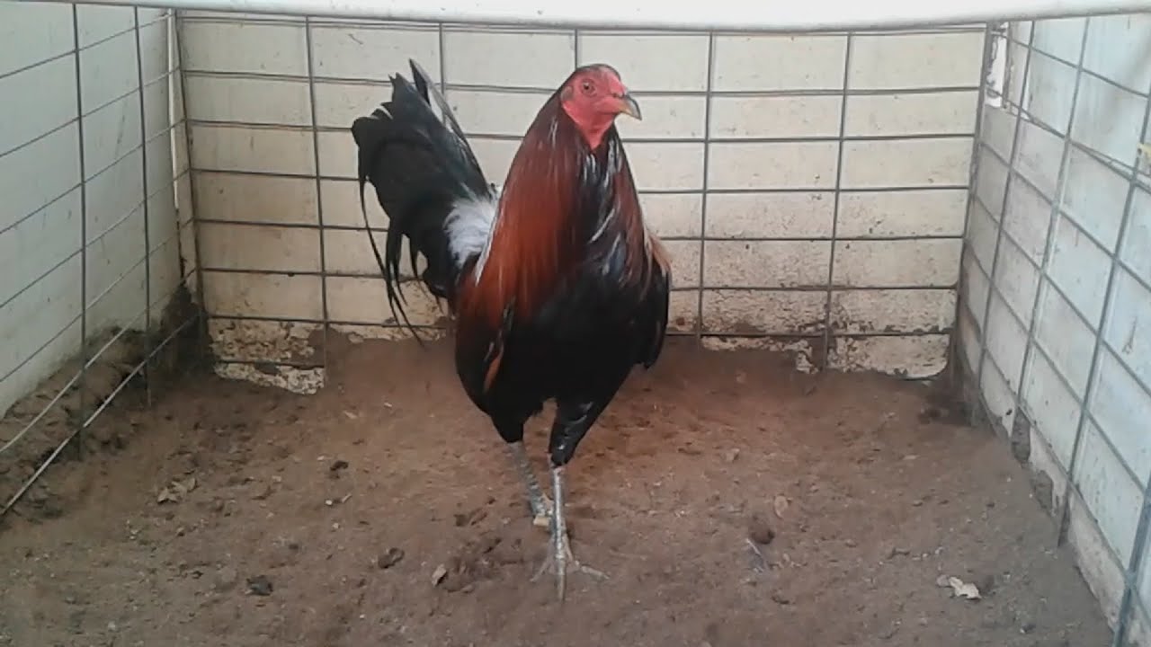Los mejores Gallos Leiper o Hatch, The best Roosters Leiper / Hatch ...