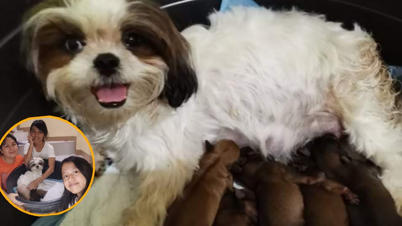 Princess Shih Tzu Giving Birth To 5 Puppies || - YouTube