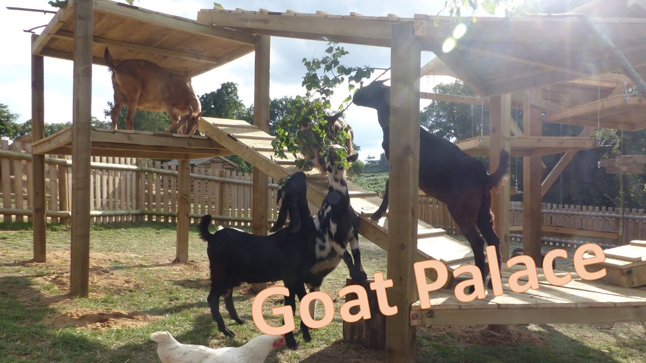 Goat Palace at Woburn Safari Park - YouTube