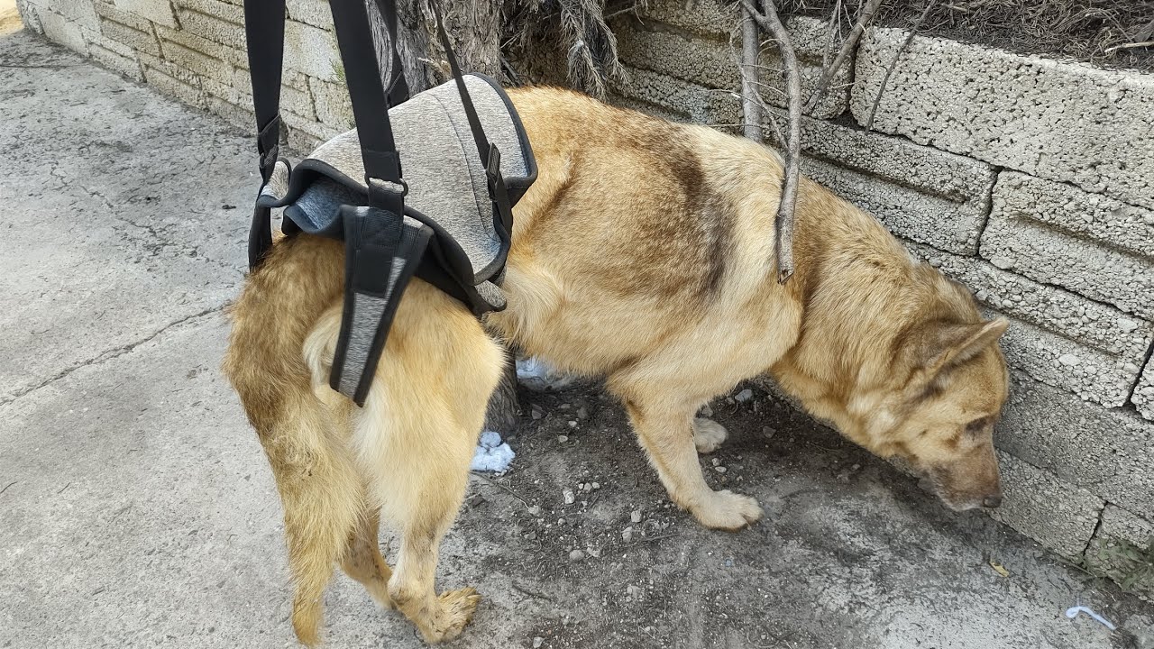 el viejito chunch 🐕 haciendo su terapia para caminar en el patio donde ...