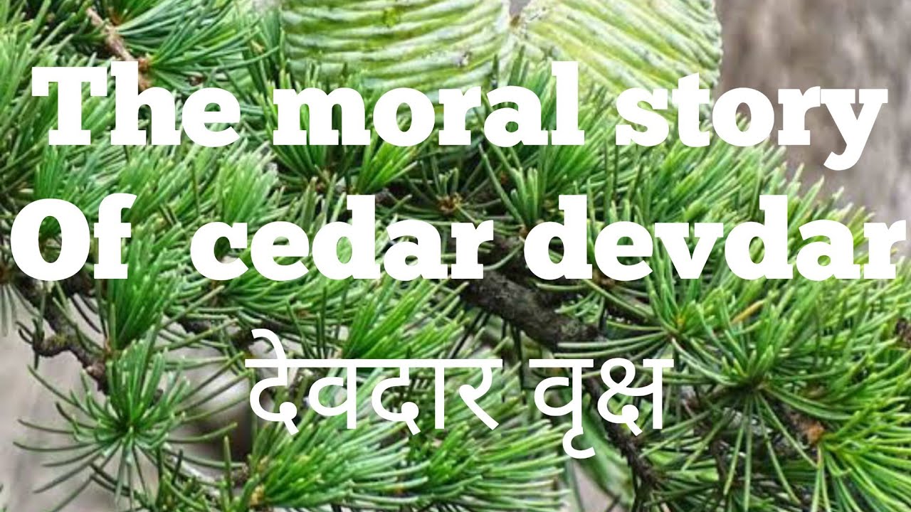 cedar fir tree देवदार ट्री,cedrus devdar,mounrain tree, @ghaseri ...