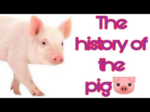 The history of pig - YouTube