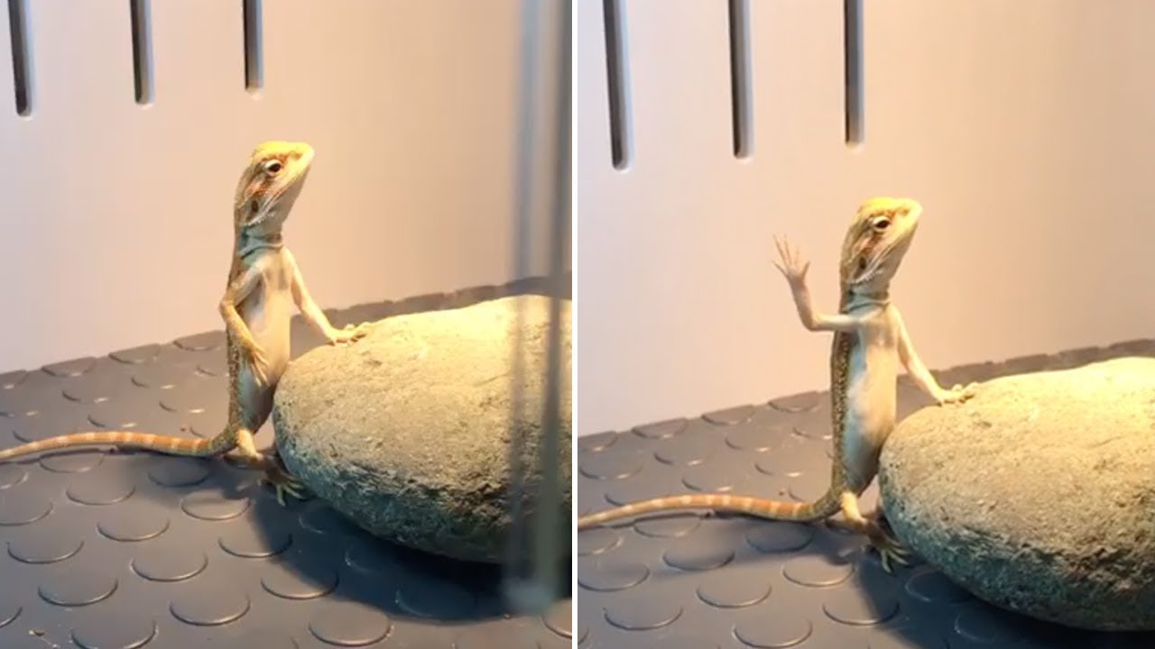 Pet Lizard Streches His Arm - YouTube