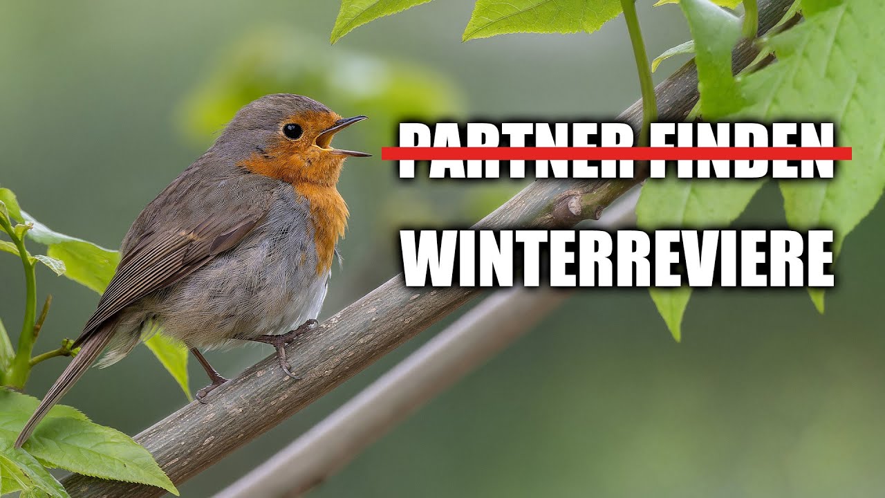 Warum Vögel im Herbst und Winter singen - YouTube