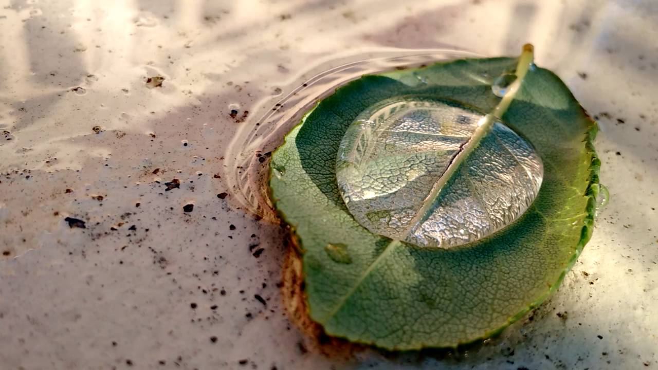 Lotus Effect And Surface Tension Part 1 - YouTube