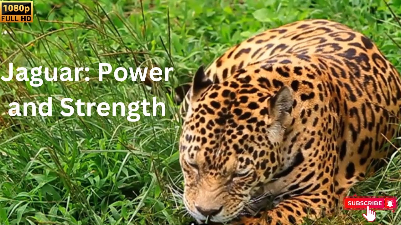 WILD Jaguar Strength REVEALED in the Wild! - YouTube