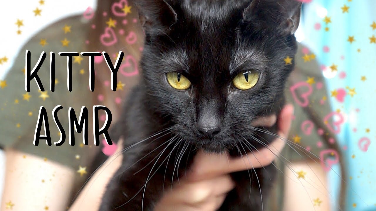ASMR with Kitties - YouTube