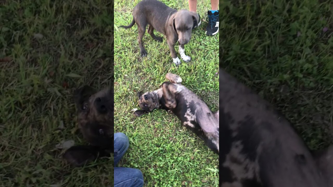 Cute Puppies playing and chasing kids - YouTube