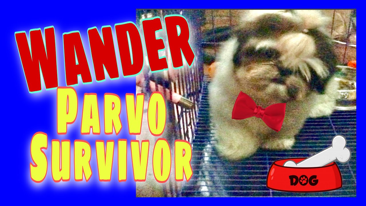 PARVO SURVIVOR : OUR BABY WANDER STORY ( HOME REMEDY / TREATMENT ...