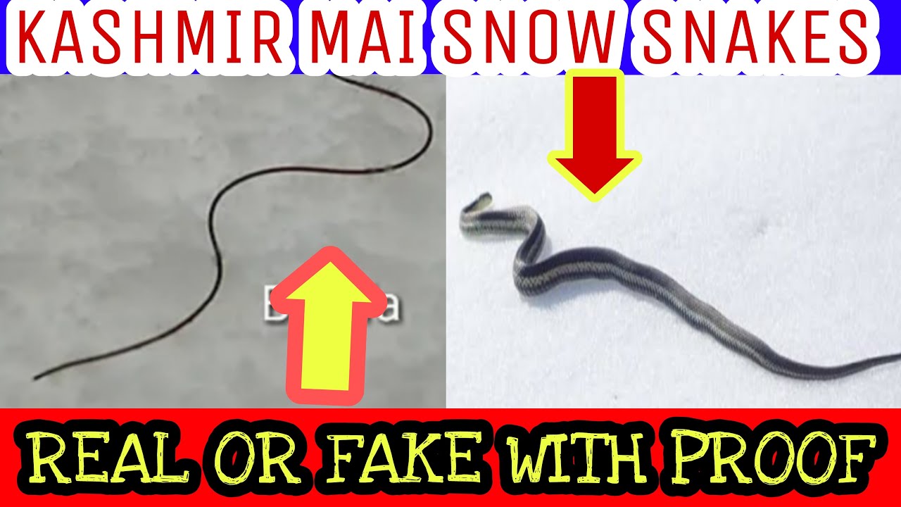 Kashmir Mein Snow Snakes || Real OR Fake #kashmir1millionviews - YouTube