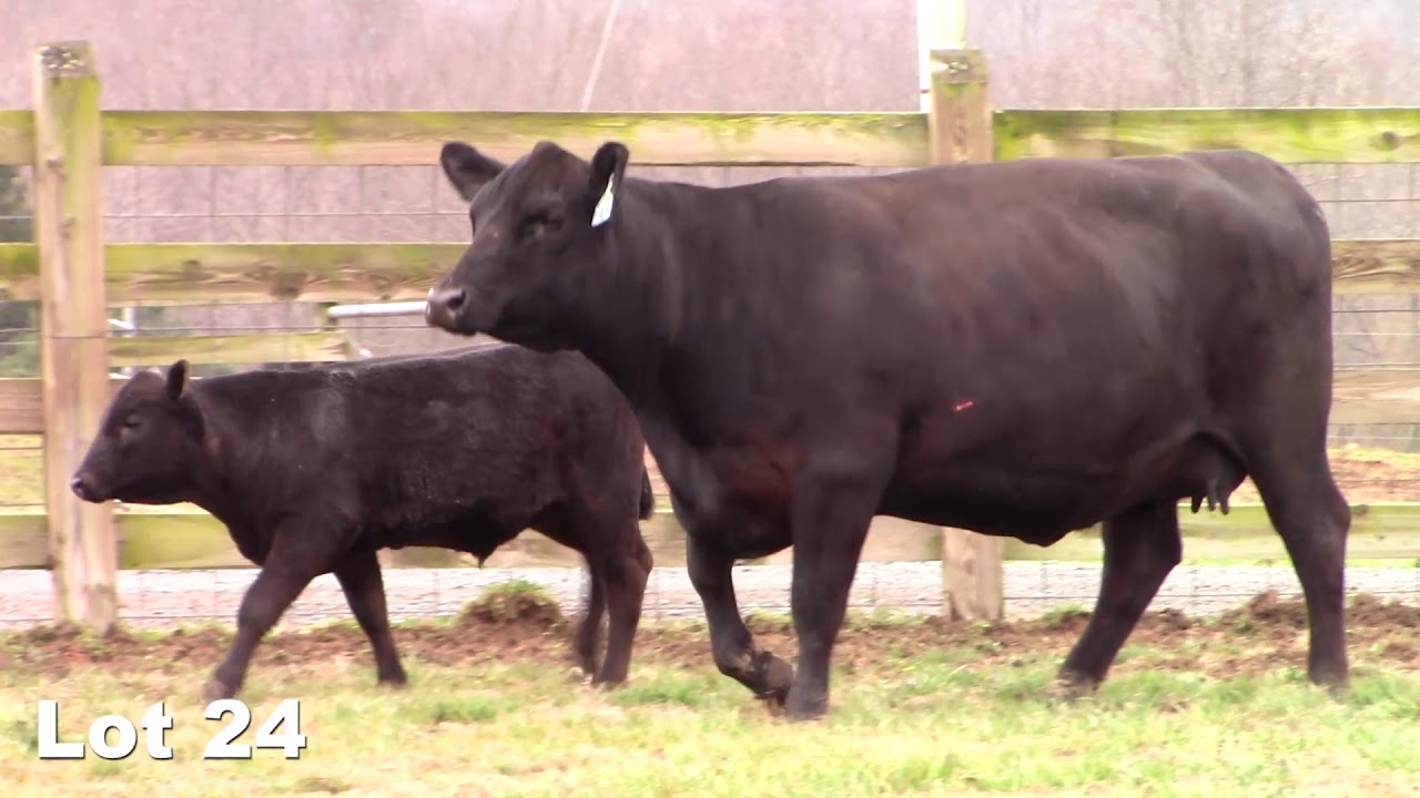 Lot 24 - Blue Q Ranch 10th Annual Production Sale - YouTube