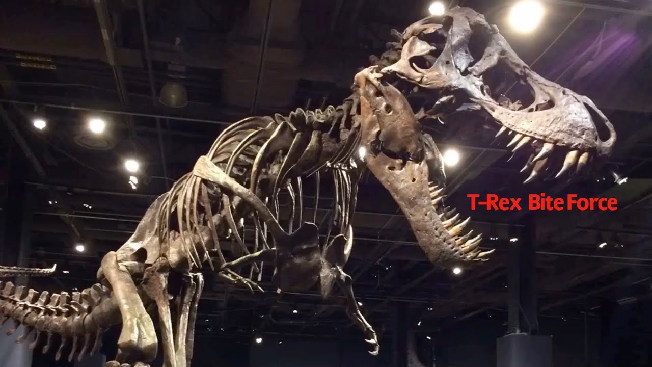 T -Rex; New Science New Beast - YouTube