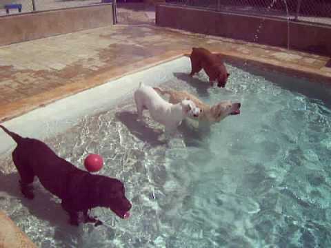 Doggie Day Care Pool Time - YouTube