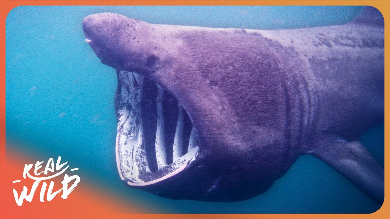 FREAKS OF THE SEA | The Ocean's Top Predators | 4K - YouTube
