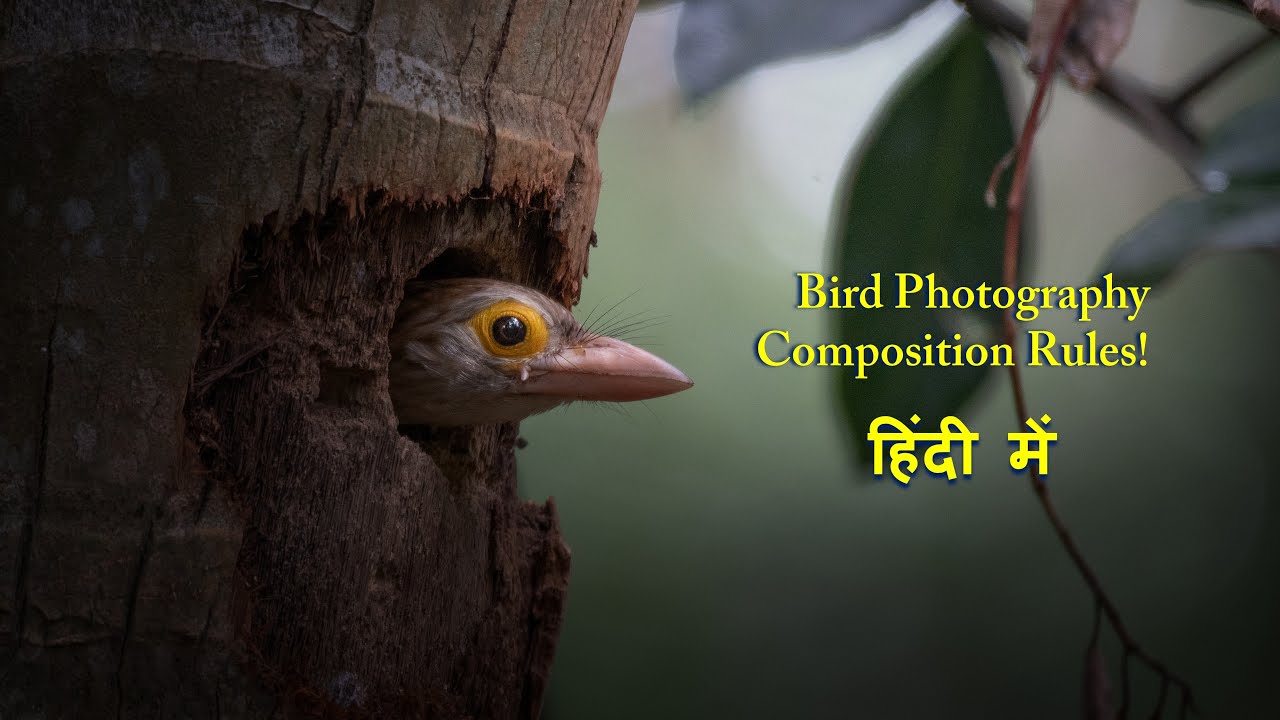 Wildlife Photography Composition Rules | Bird Photography Tips and ...