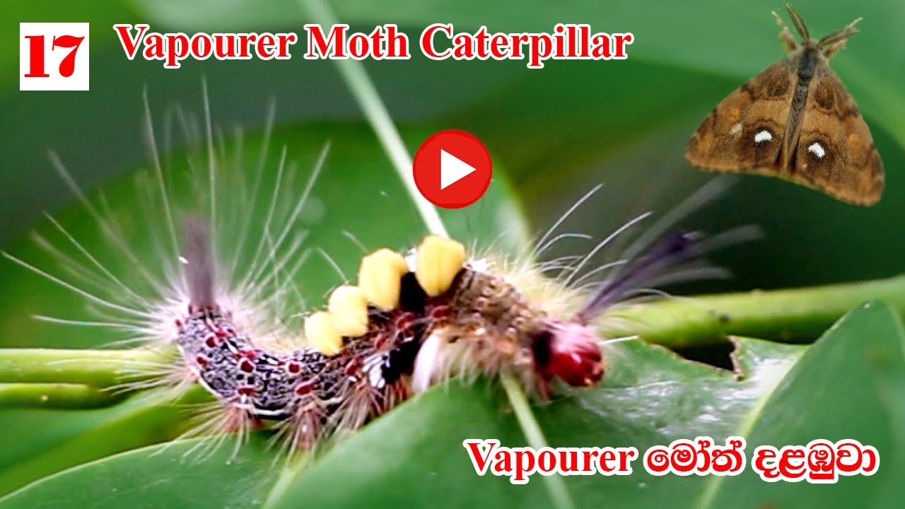 Vapourer Moth Caterpillar - YouTube