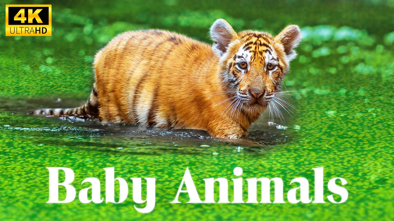 Amazing World Of Young Animals With Relaxing Music, Baby Animals 4K ...