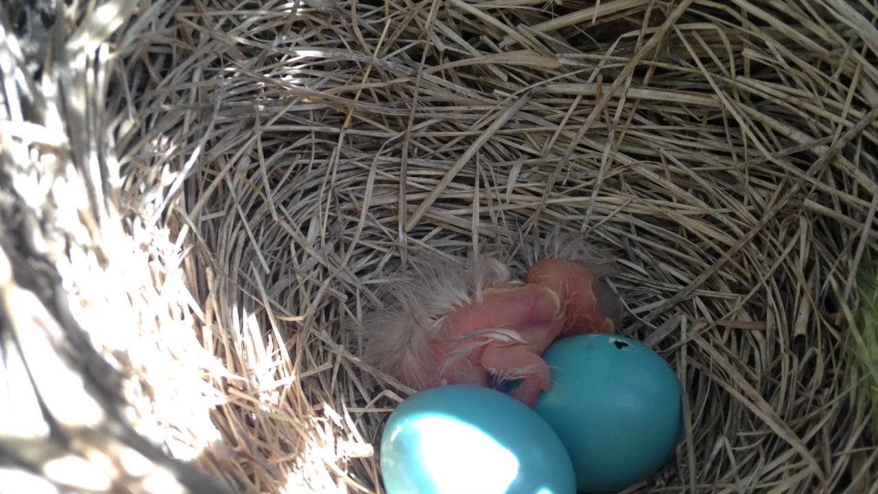 First Baby Hatched in Nest by Fence - YouTube