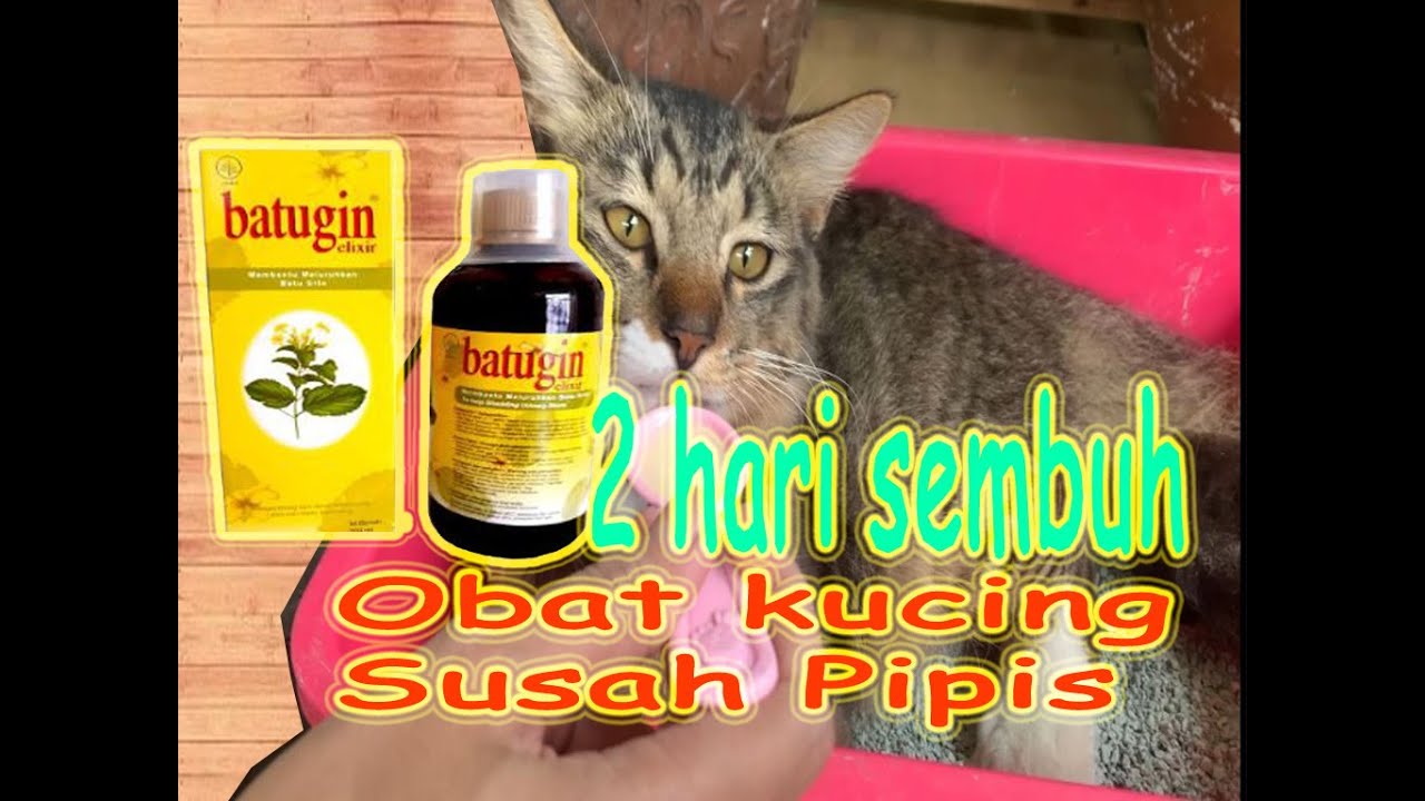 Cara mengobati kucing susah pipis, ampuh mengobati kencing batu pada ...