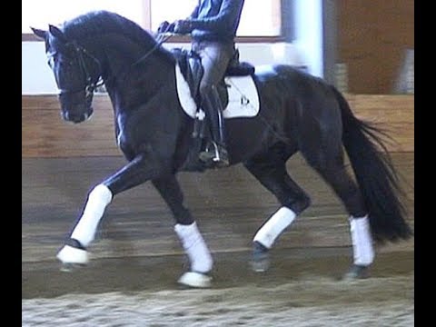 2014 black Hanoverian stallion by FÜRST ROMANCIER just started ! www ...