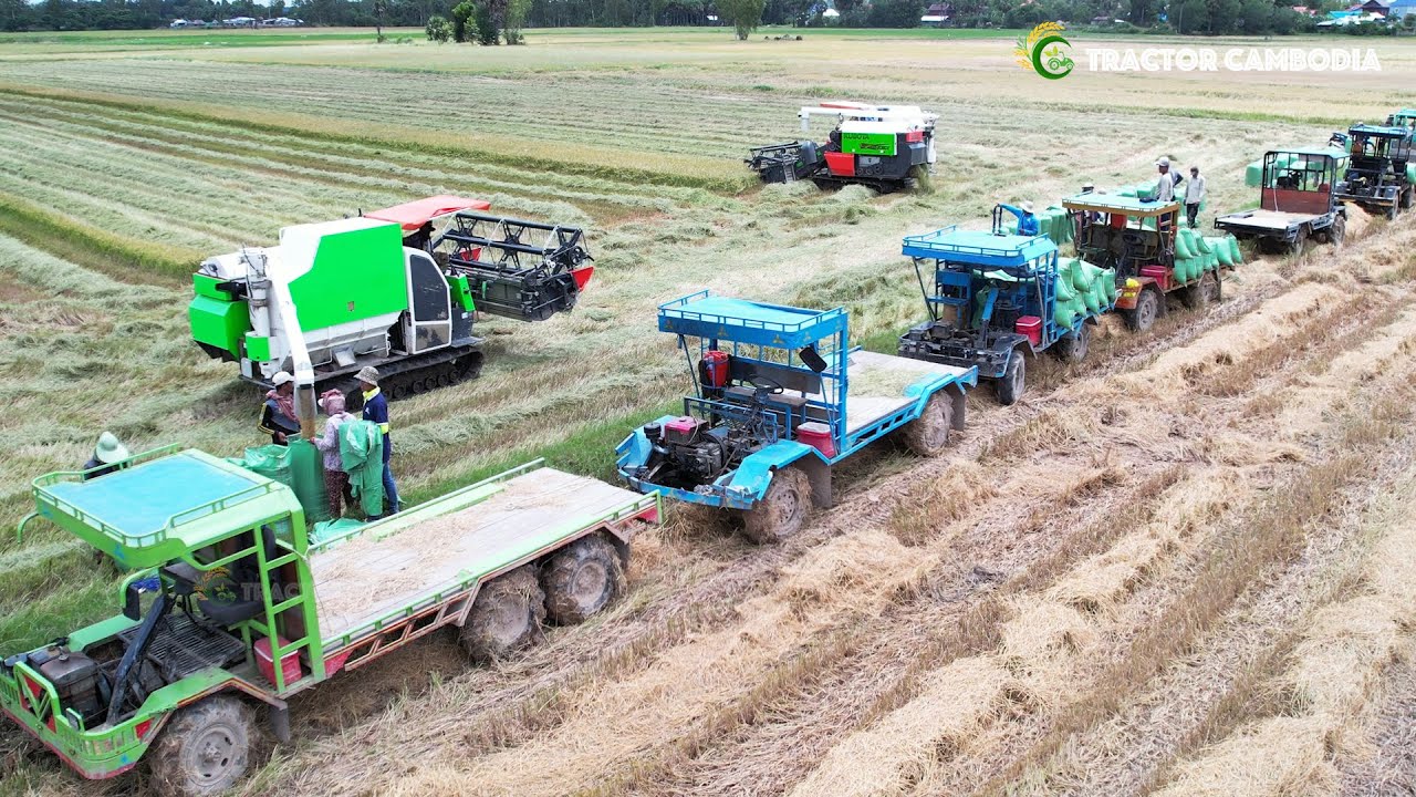 Great Farmer Harvest Rice Use Combine Harvester & Rice Truck ...
