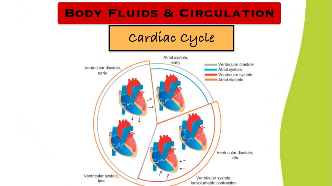 Cardiac cycle | Body fluids and circulation Part 5 | NEET Biology - YouTube