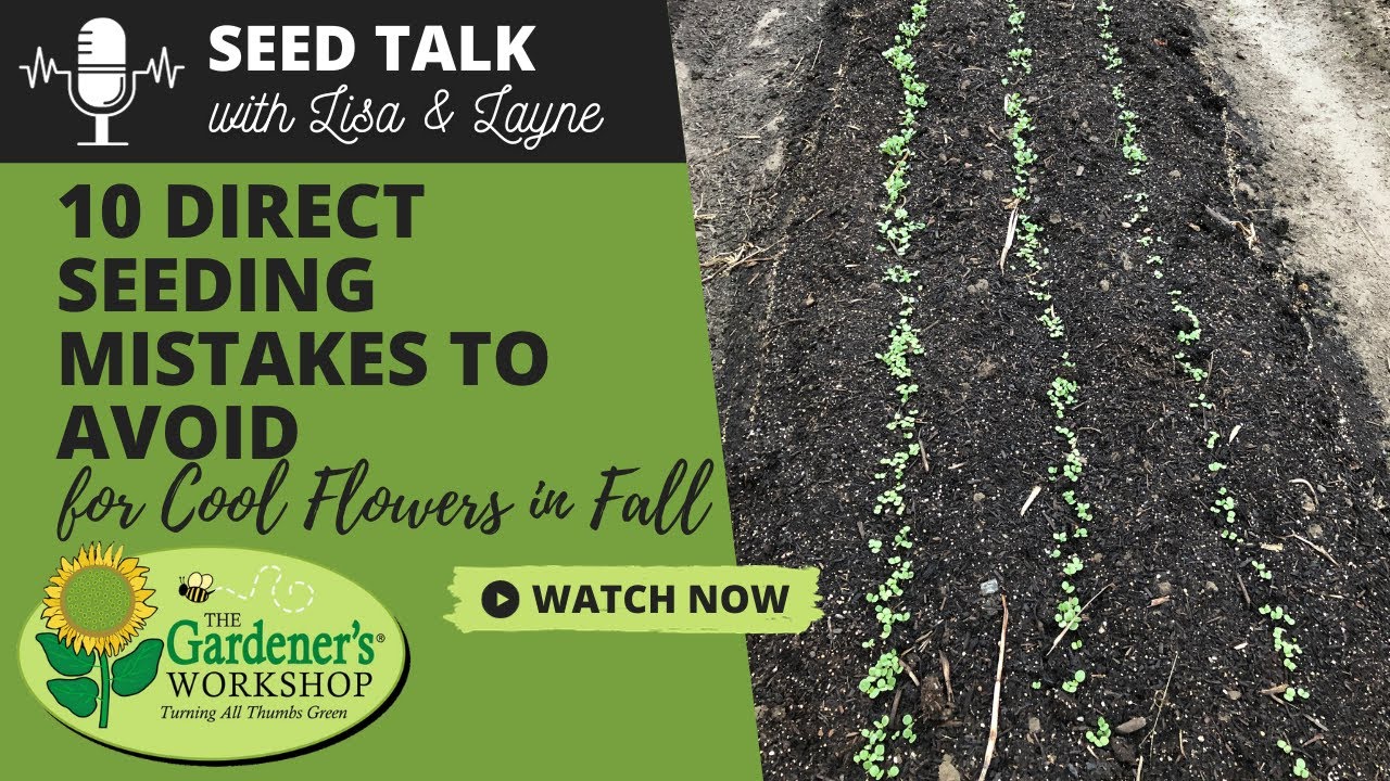 Seed Talk #55 - 10 Direct Seeding Mistakes to Avoid for Cool Flowers in Fall - YouTube