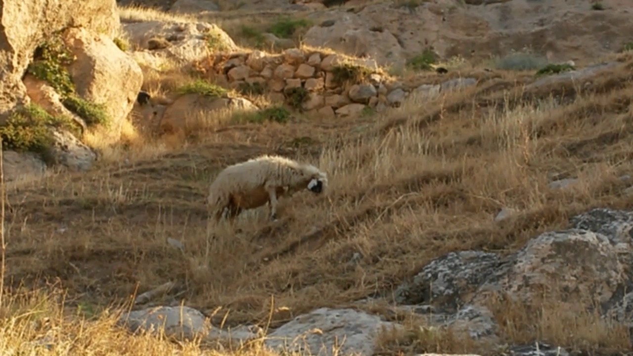 A sheep grazing on a mountain near Akre, Iraqi Kurdistan - YouTube