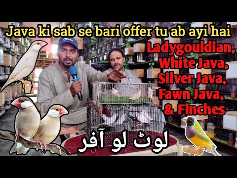 Loot Lo Saal Ki Sub sai bari offer | Rate List Fawn Java, Silver Java, White Java & Ladygouldian ...