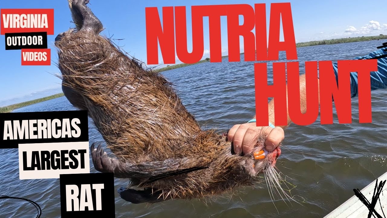 Americas Largest Rat - We're Out Hunting Nutria Rats - YouTube