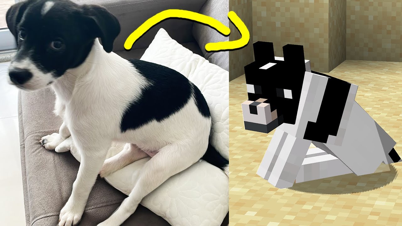COLOQUEI MEU CACHORRO NO MINECRAFT - YouTube
