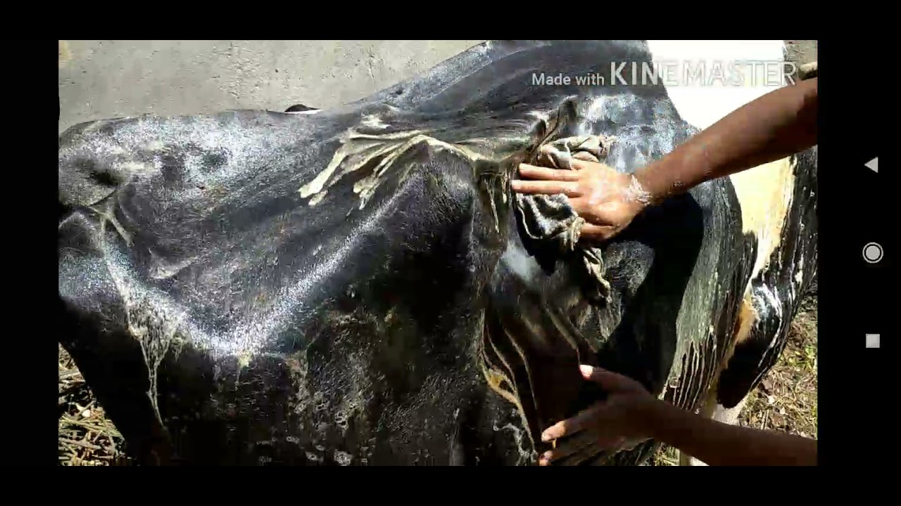 salon sapi / perawatan sapi untuk proses penggemukan sapi perah # ...