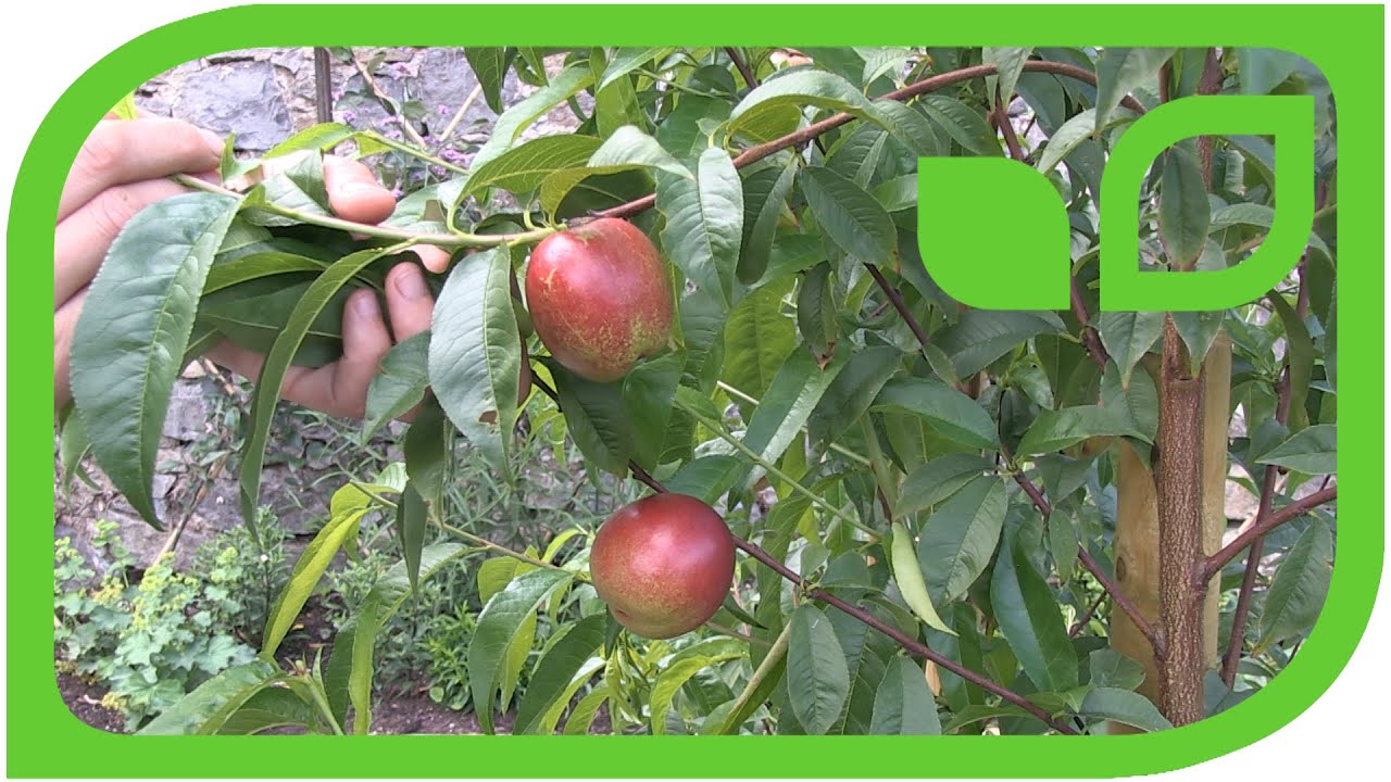 A Columnar Nectarine Fruttini® Alicecol® - YouTube