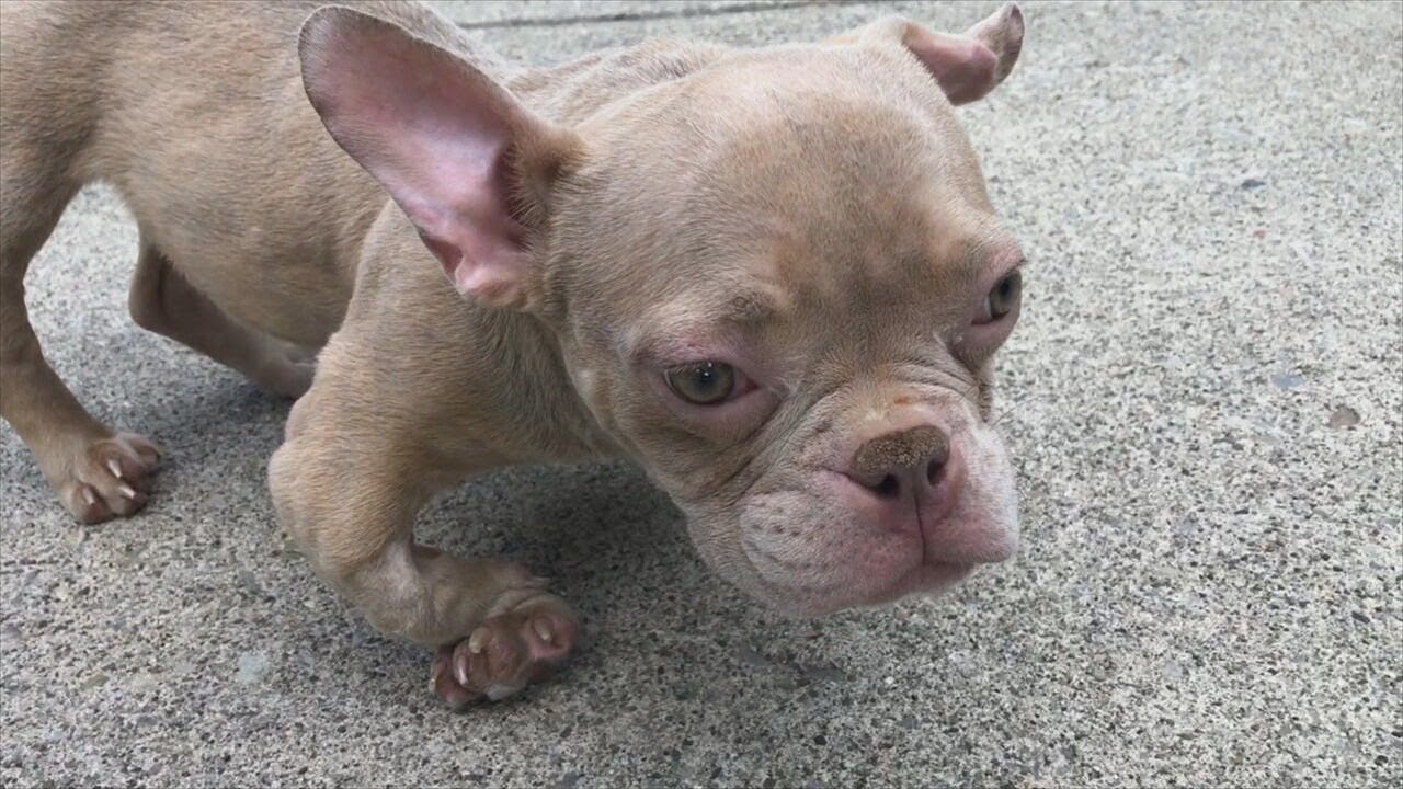 The Story of a Resilient Pup: Overcoming Inbreeding and Medical ...