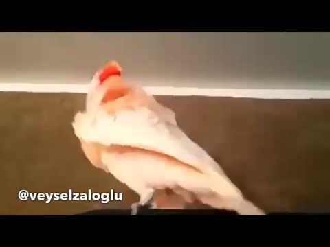 İSYANKAR PAPAĞAN AMERİKAN DUBLAJ ( KOMİK )