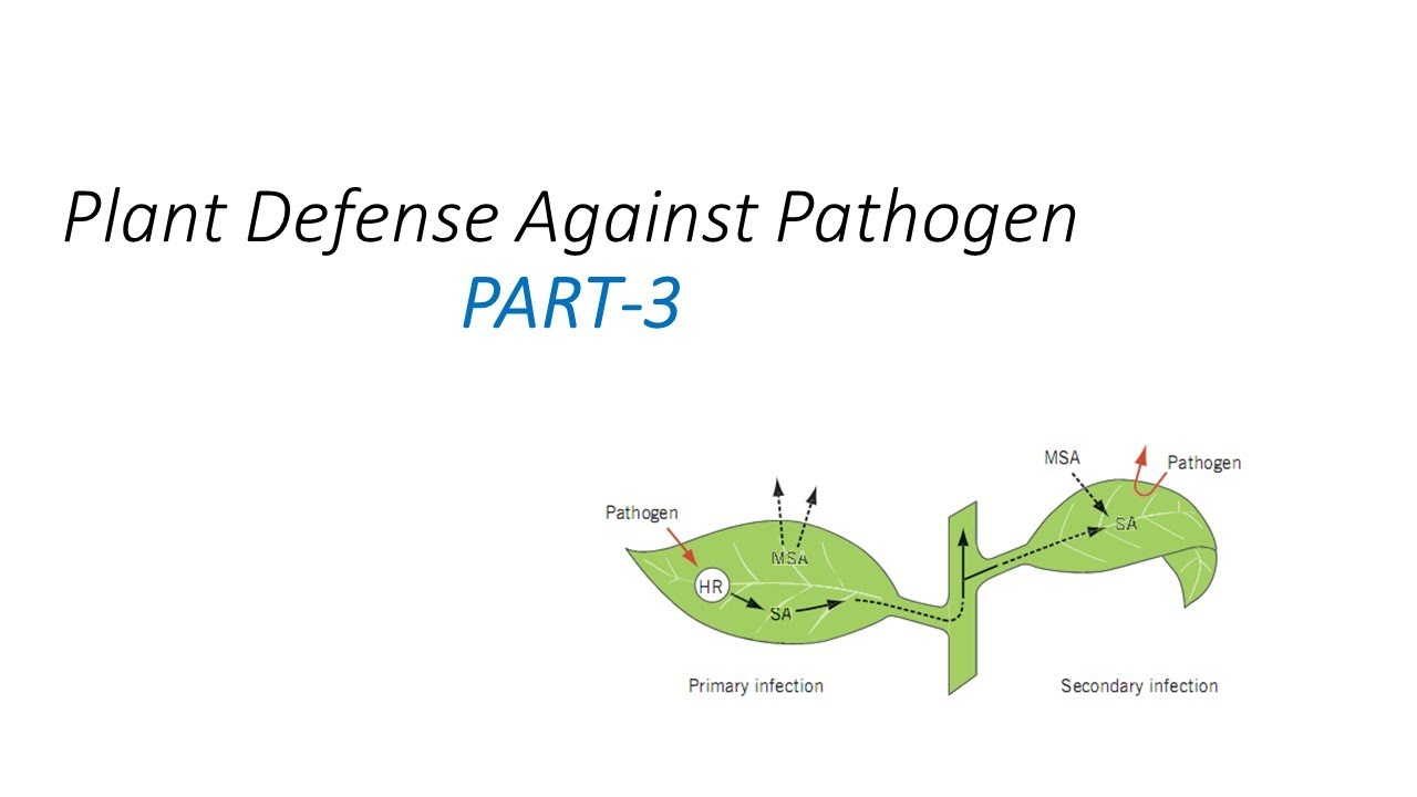Plant Defense Against Pathogen Part-3 II Biotic Stress II Stress ...