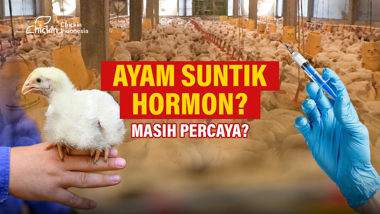 Mitos Ayam Broiler Disuntik Hormon: Fakta Sebenarnya - YouTube