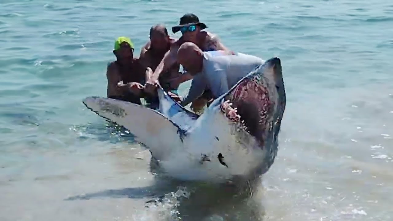 "That's a great white!" - Massive Shark Pulled Back into Water - YouTube