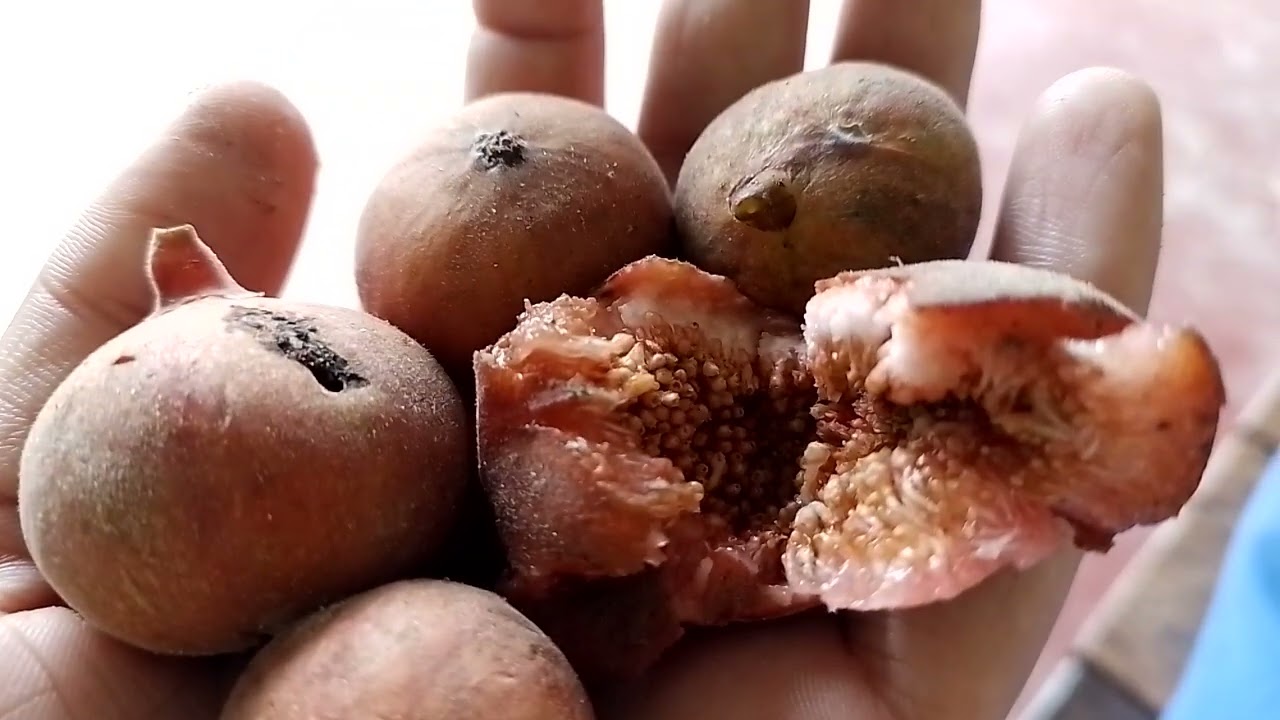 gular ka fal# gular ki sabji # gular ke sape / fruit of gular - YouTube