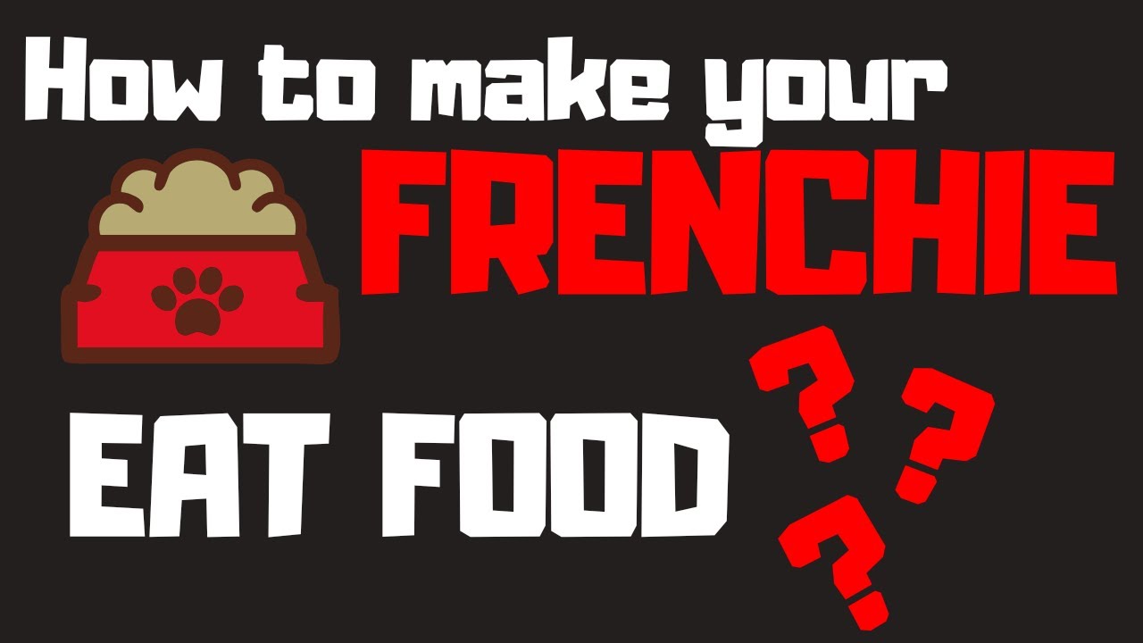 How to make your Frenchie eat food? - YouTube