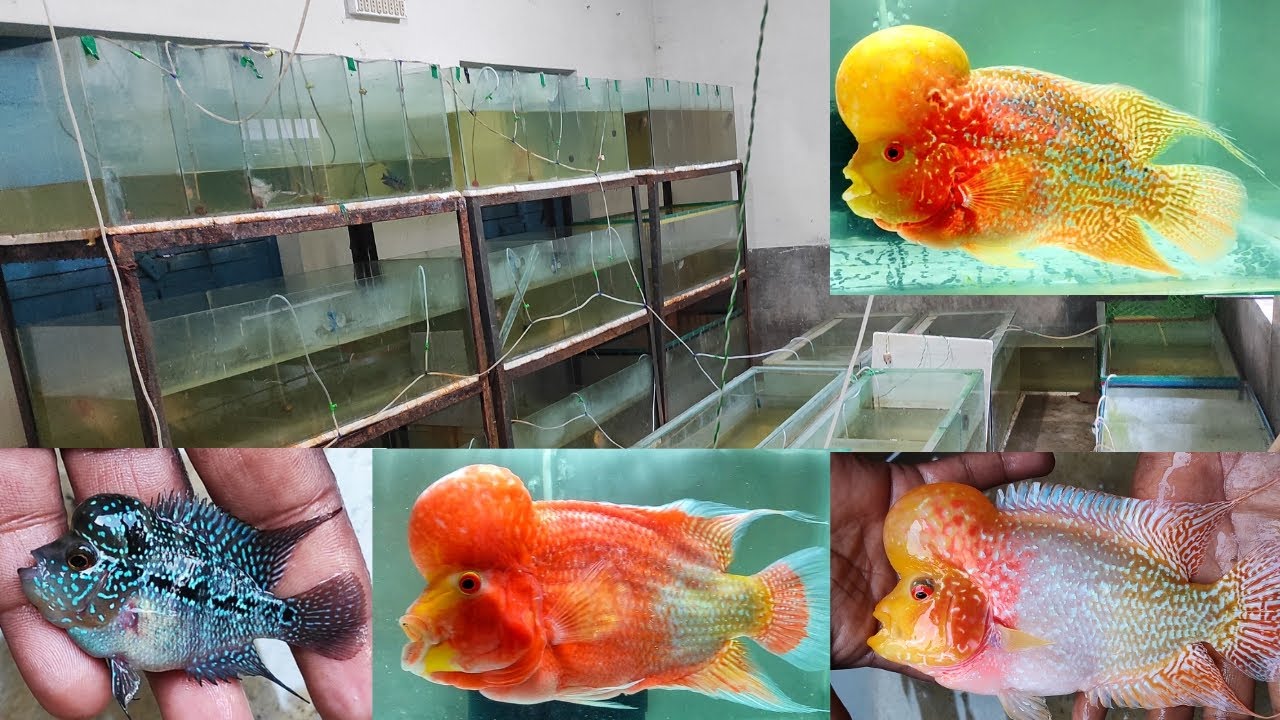 flowerhorn fish tank setup, flowerhorn fish srd kml golden flowerhorn ...