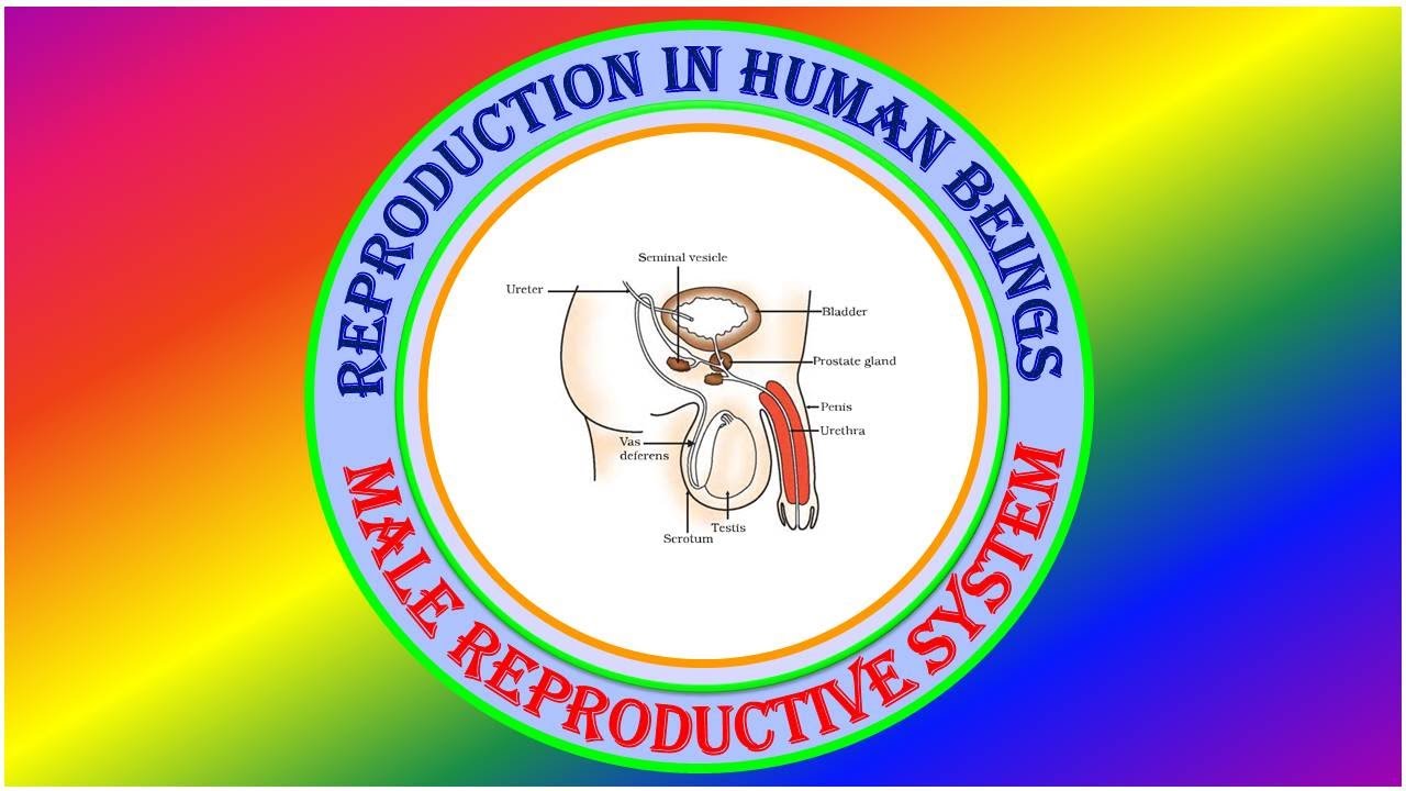 Male Reproductive System - YouTube